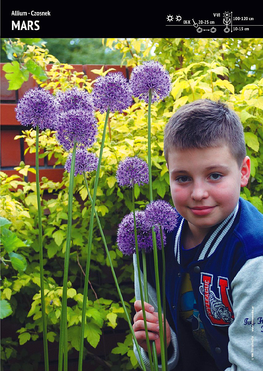 Allium Czosnek MARS Cebulka 1szt | Sklep Gardenowo