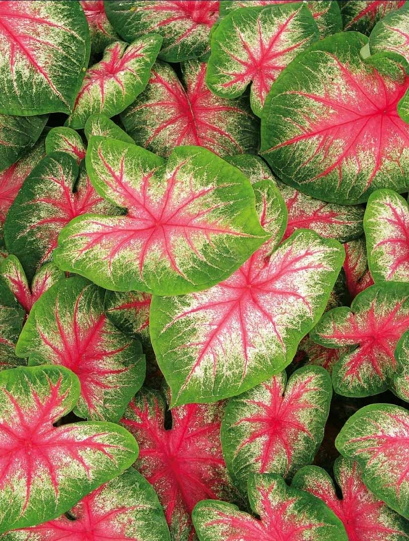 Caladium - Kaladium Pink Beauty Cebulka 1szt. | Sklep Gardenowo