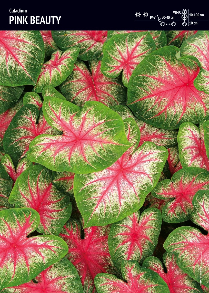 Caladium - Kaladium Pink Beauty Cebulka 1szt. | Sklep Gardenowo
