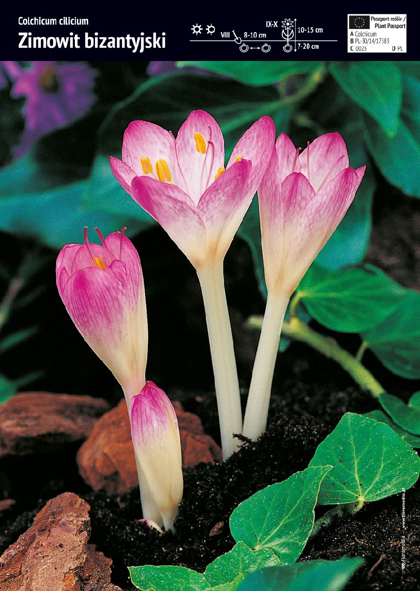Colchicum Giant Zimowit Bizantyjski Cebulka 1szt | Sklep Gardenowo