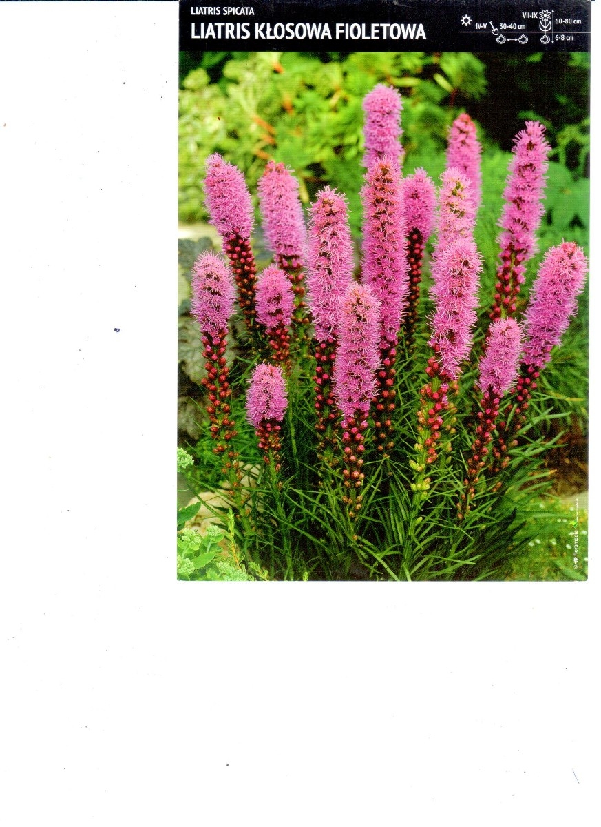 Liatris Spicata - Liatra Fioletowa Cebulka 10szt. | Sklep Gardenowo