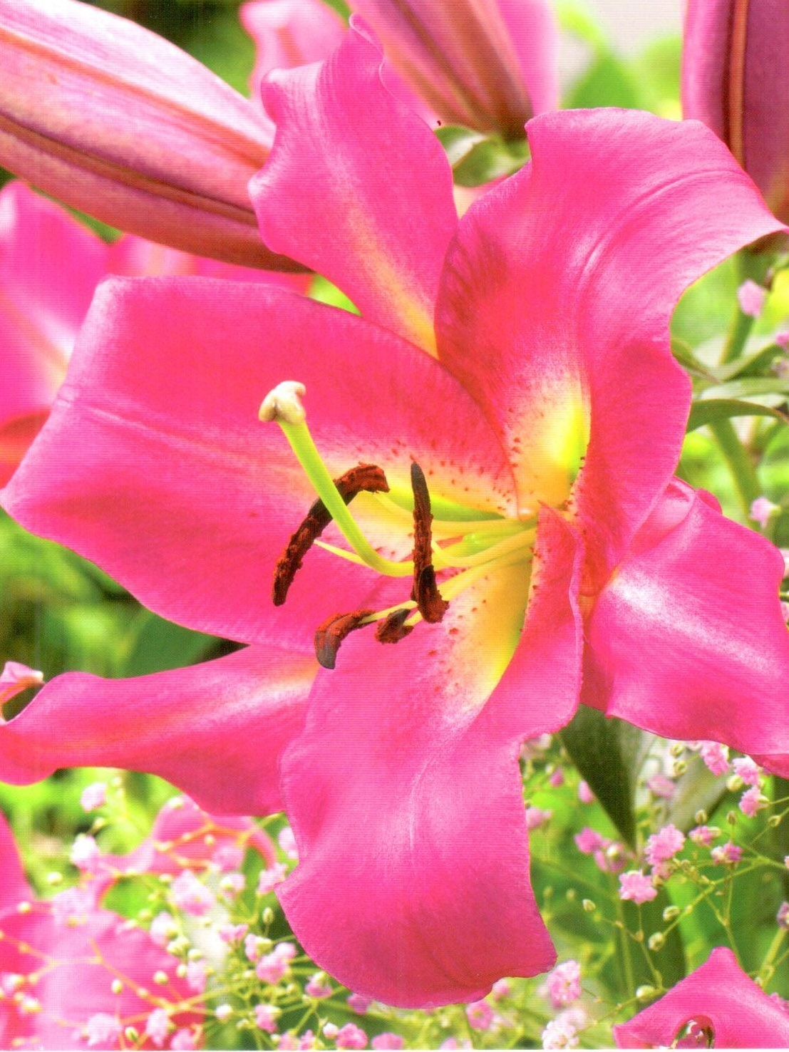 Lilia Drzewiasta Purple Lady Cebulka 1szt | Gardenowo.pl