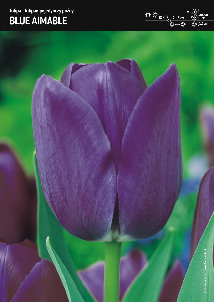 Tulipan Blue Aimable Cebulka 5szt | Sklep Gardenowo