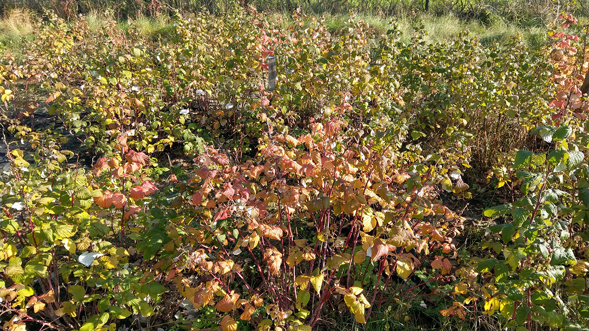 Ogród - Jak i kiedy przycinać maliny